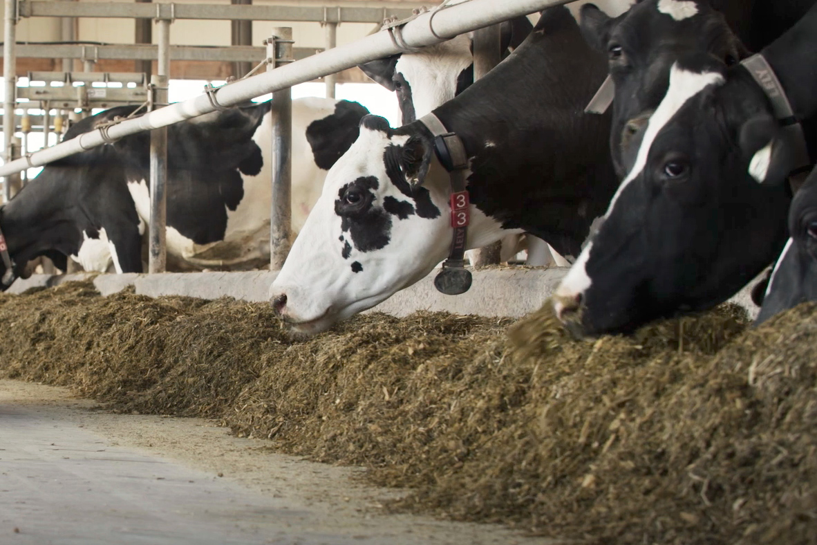 How Agricultural Technology Helps Cows Thrive | Dairy Farmers of Canada