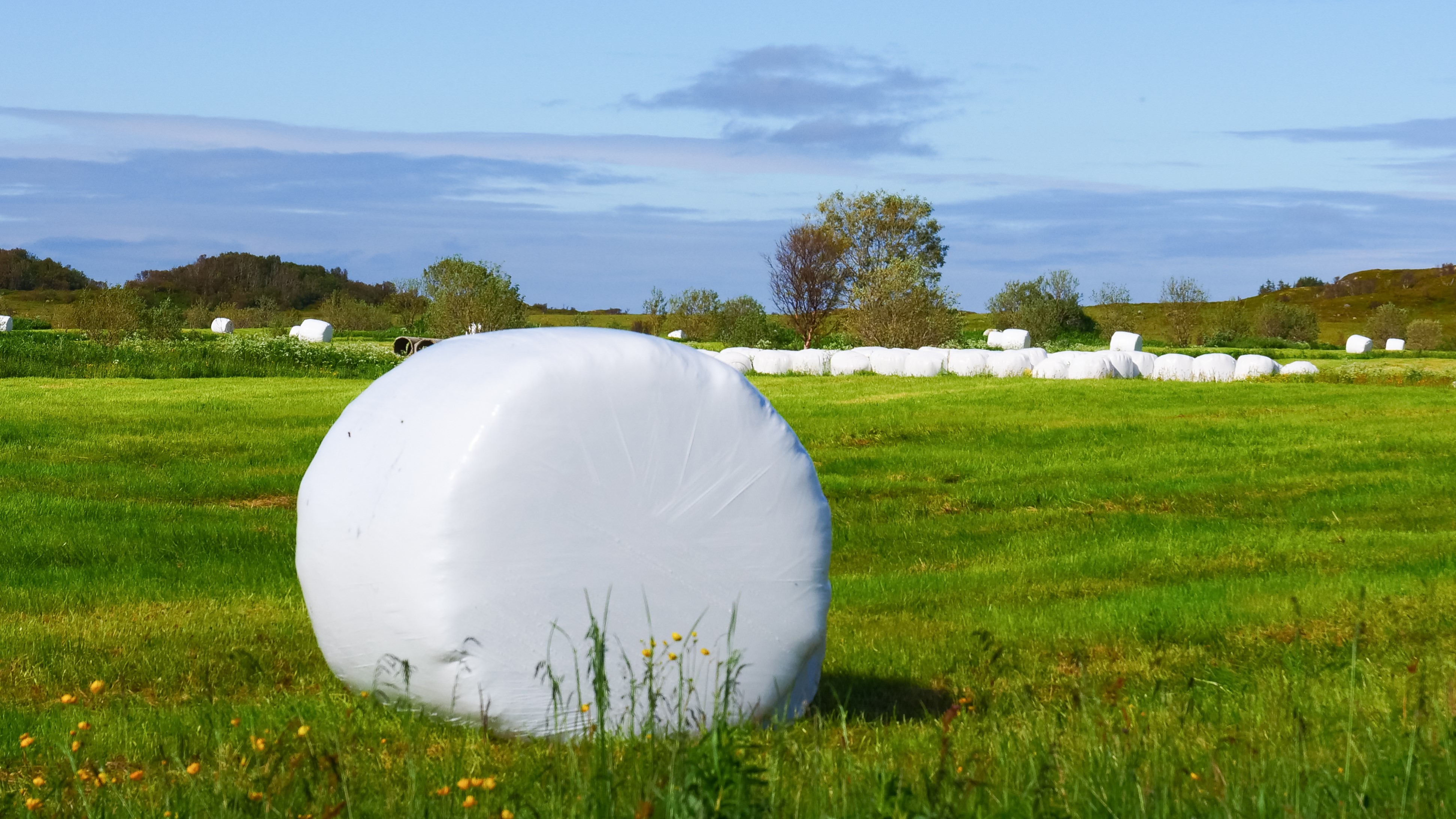 Best Management Practices for High Quality Silage Production: What Does ...