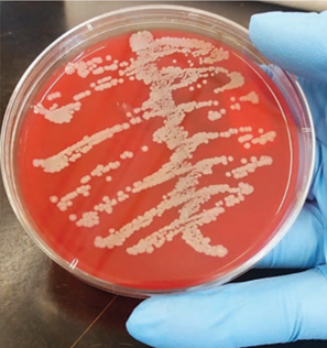 The Mastitis Network: Science-Based Solutions for the Dairy Industry ...