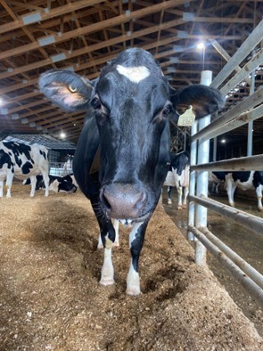 Providing Opportunities for Dairy Cattle Movement in All Types of ...