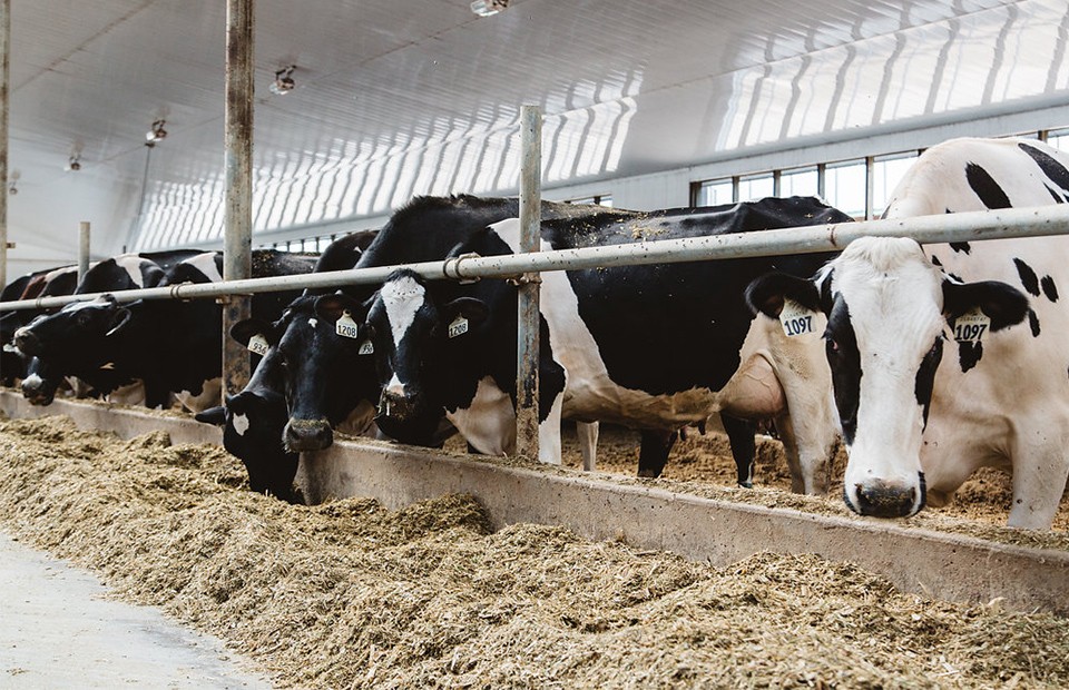 A Day in the Life of a Dairy Cow | Dairy Farmers of Canada
