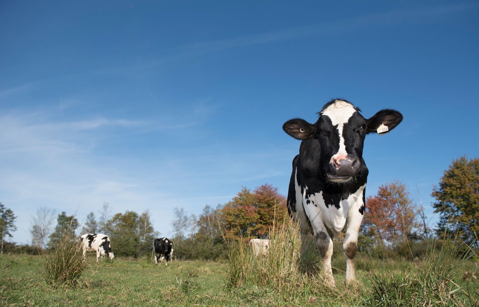 The Canadian Dairy Cow Diet | Dairy Farmers of Canada